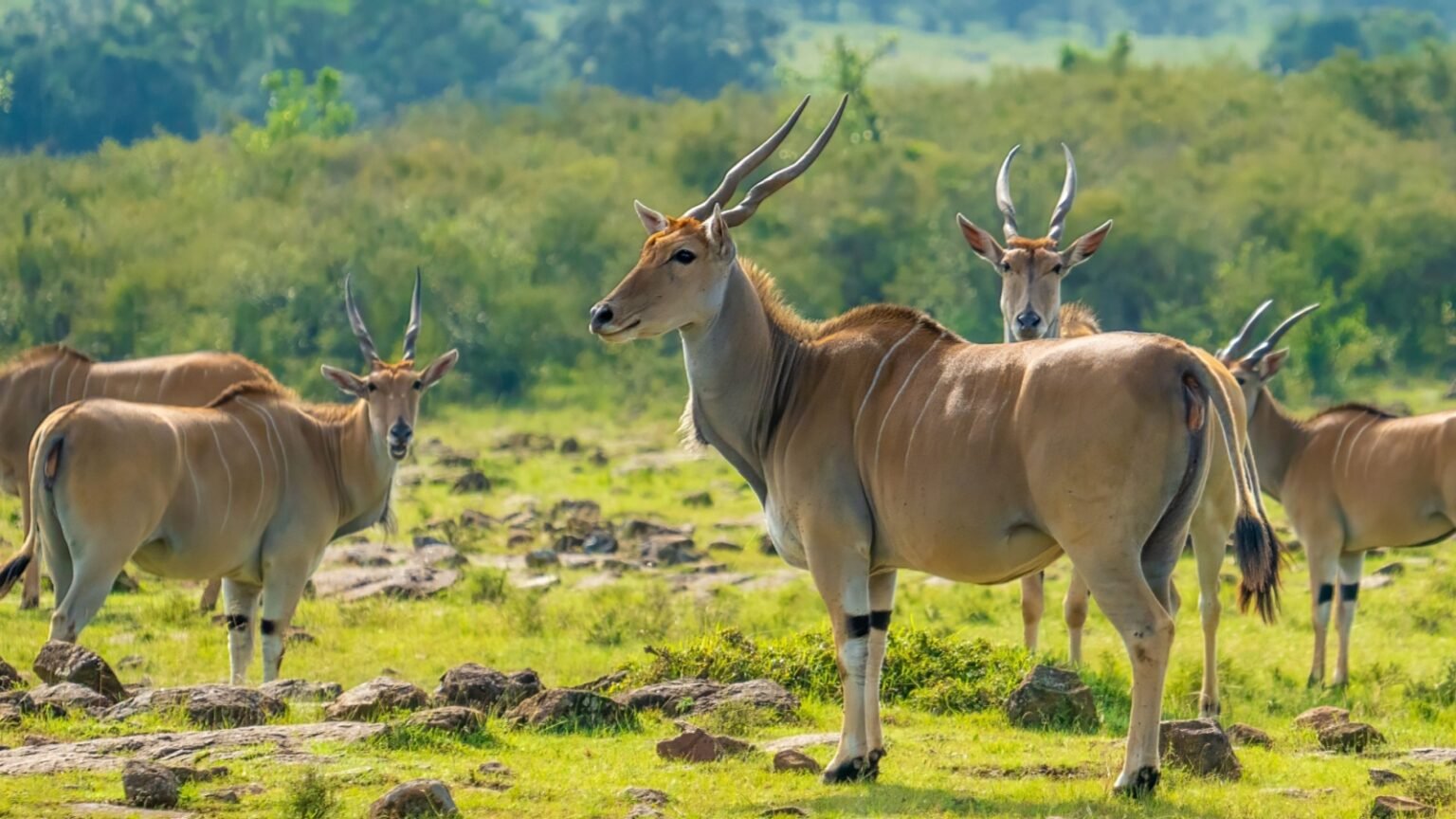 19 Most Enormous Animals Inhabiting Africa