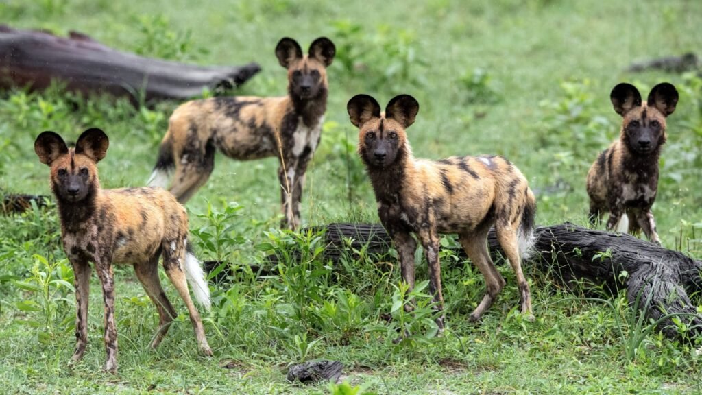 23 Most Threatening Predators Found In Africa