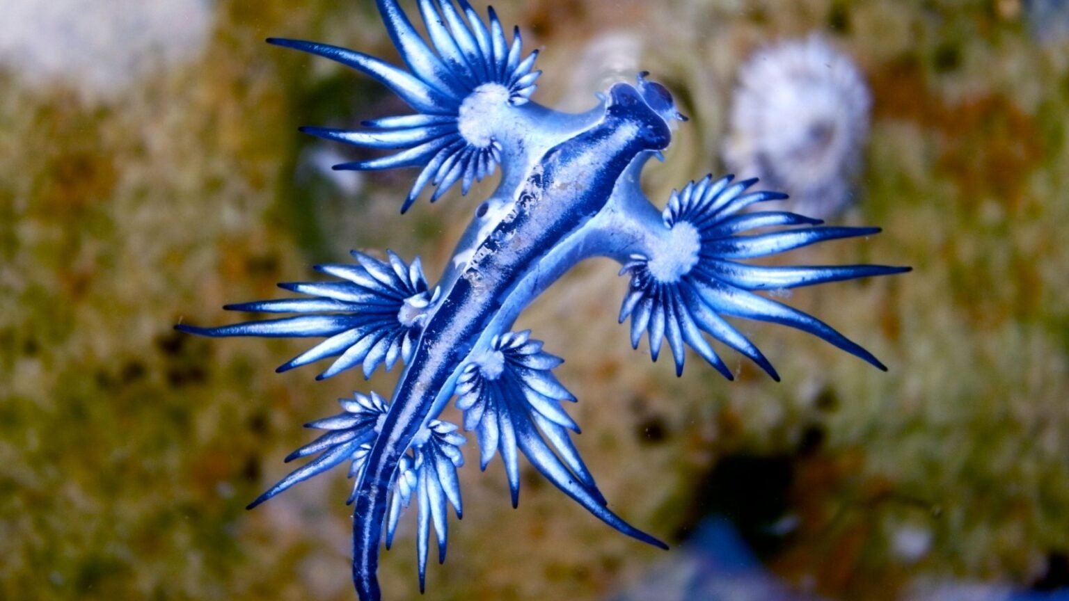 ‘Freaks of Nature’: 25 Most Bizarre and Unusual Animals on Earth