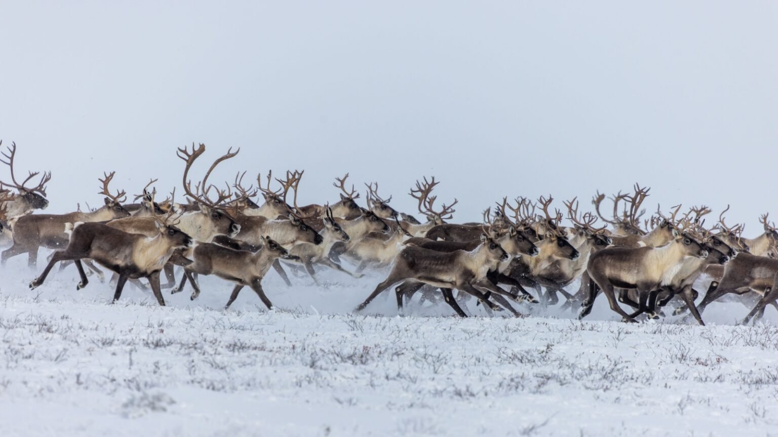 25 Wild Animals Known For Their Friendly Nature