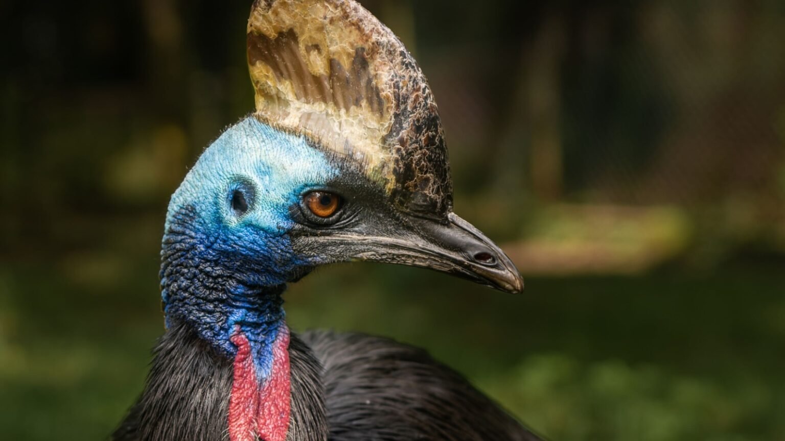 18 Modern Animals That Have Ancestral Ties to Dinosaurs