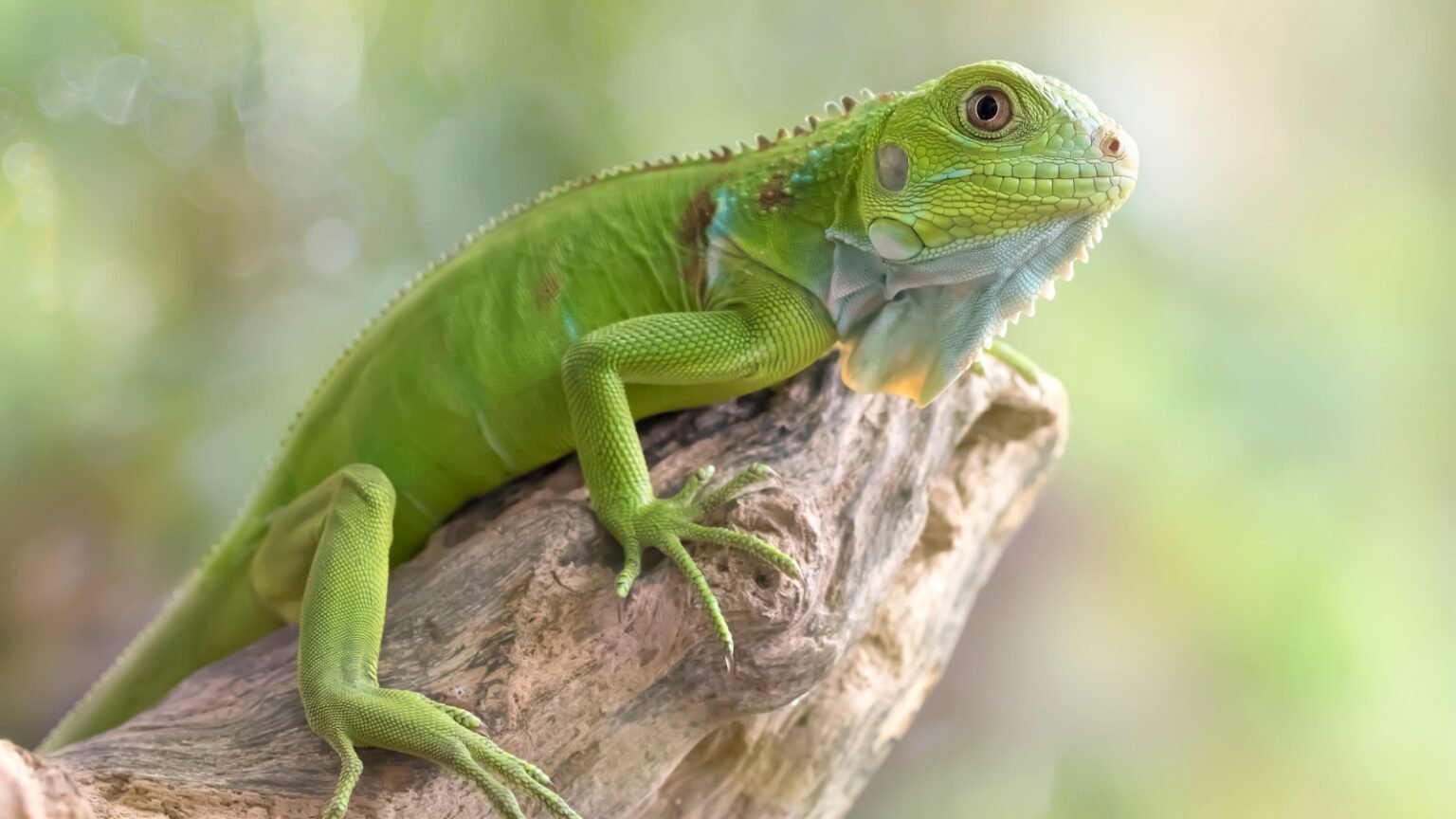 18 Modern Animals That Have Ancestral Ties to Dinosaurs