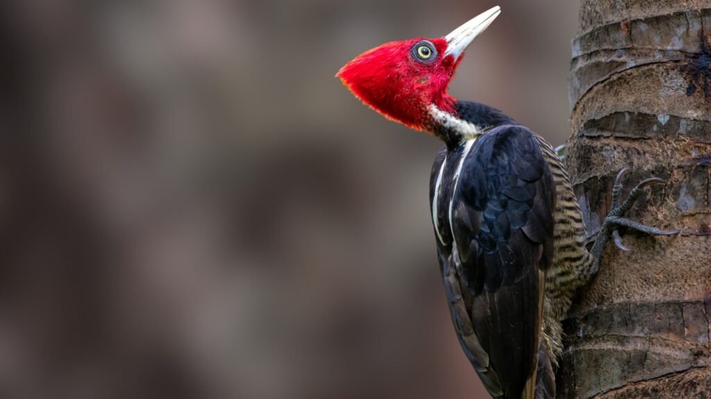 23 Animals That Have Gone Extinct in the Last 50 Years
