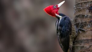 23 Animals That Have Gone Extinct in the Last 50 Years