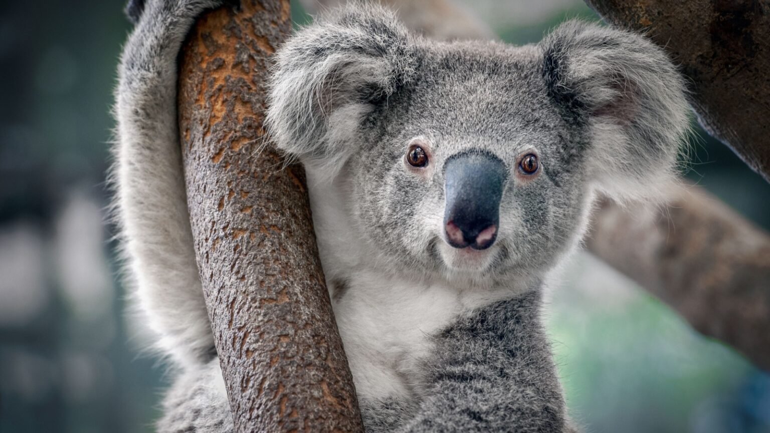 25 Wild Animals Known For Their Friendly Nature