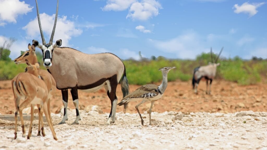 19 Most Enormous Animals Inhabiting Africa