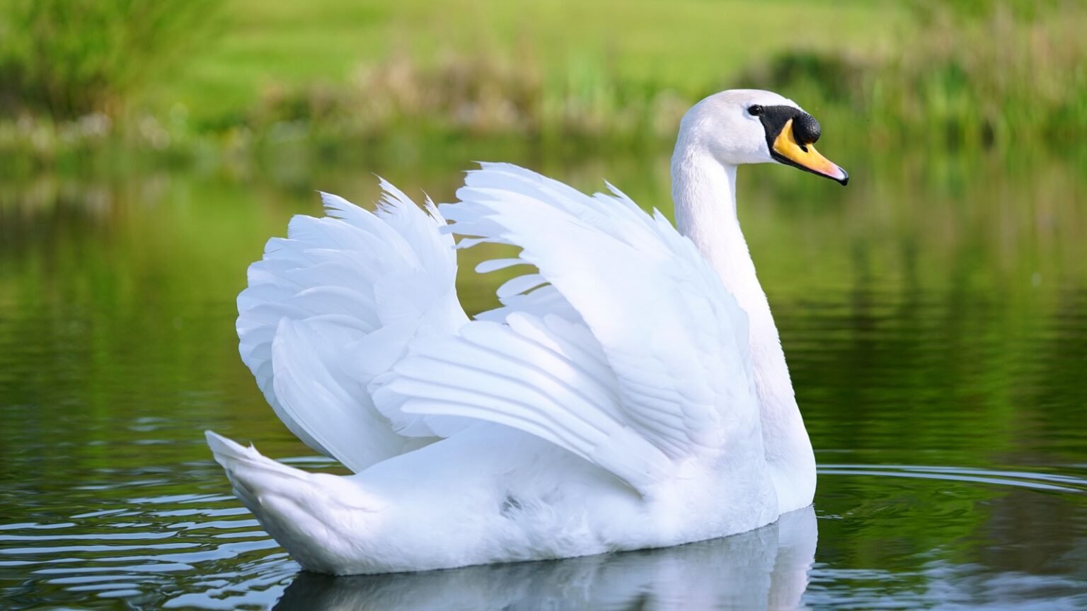 25 Wild Animals Known For Their Friendly Nature