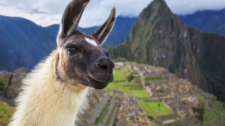 25 Wild Animals Known For Their Friendly Nature