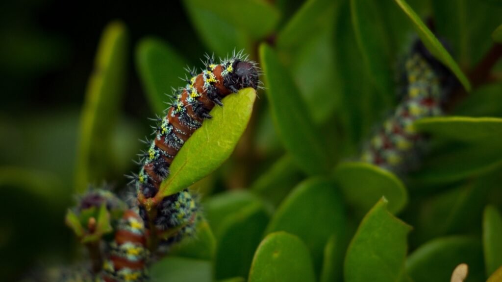 25 Insects Used In Traditional Dishes Around the World