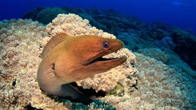 25 Most Hazardous Animals Found In the Pacific