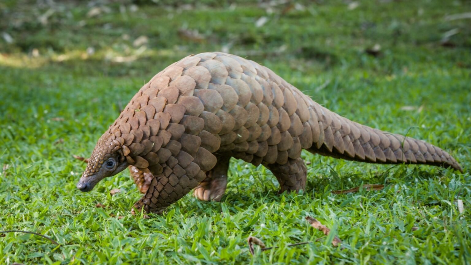 ‘Freaks of Nature’: 25 Most Bizarre and Unusual Animals on Earth