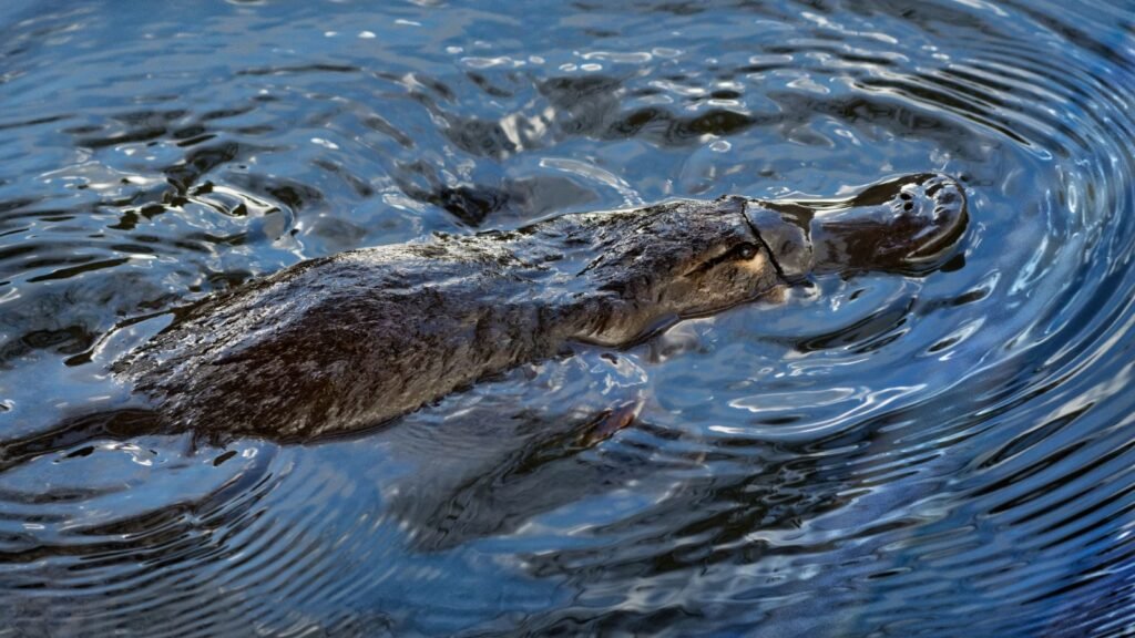 ‘Freaks of Nature’: 25 Most Bizarre and Unusual Animals on Earth
