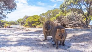 25 Wild Animals Known For Their Friendly Nature
