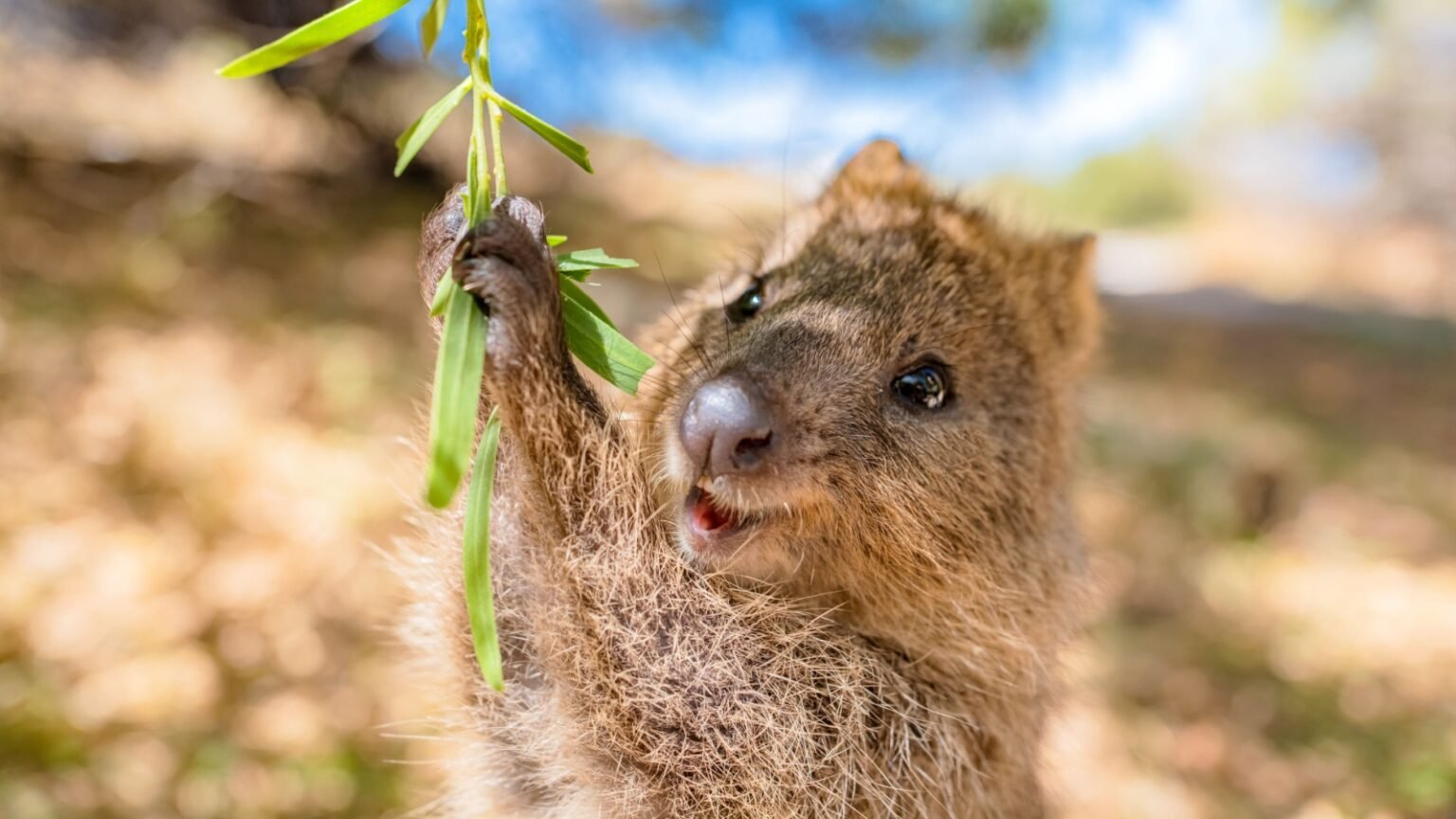 25 Wild Animals Known For Their Friendly Nature