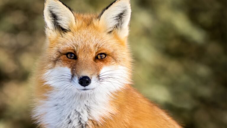 25 Wild Animals Known For Their Friendly Nature