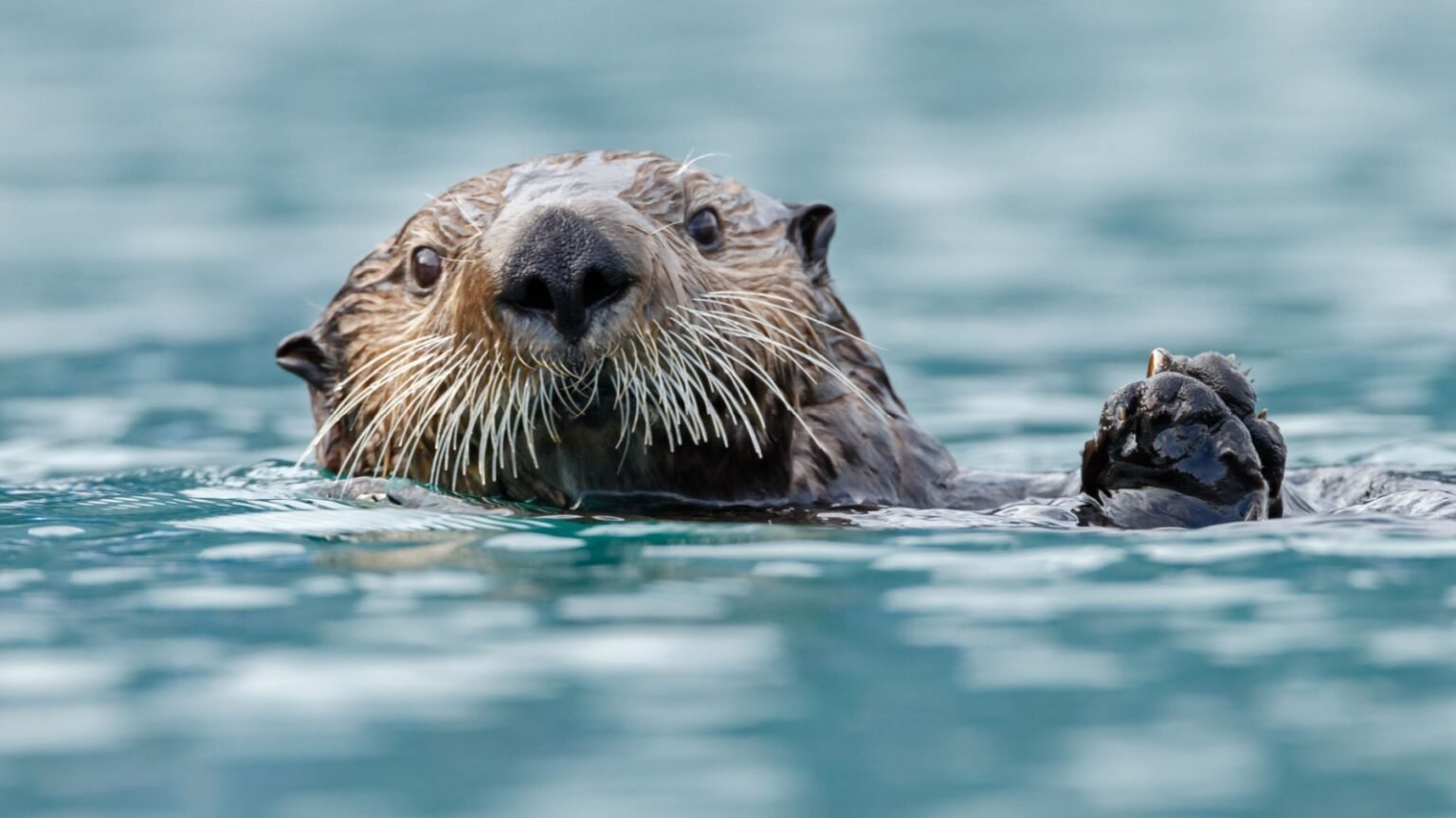 25 Wild Animals Known For Their Friendly Nature