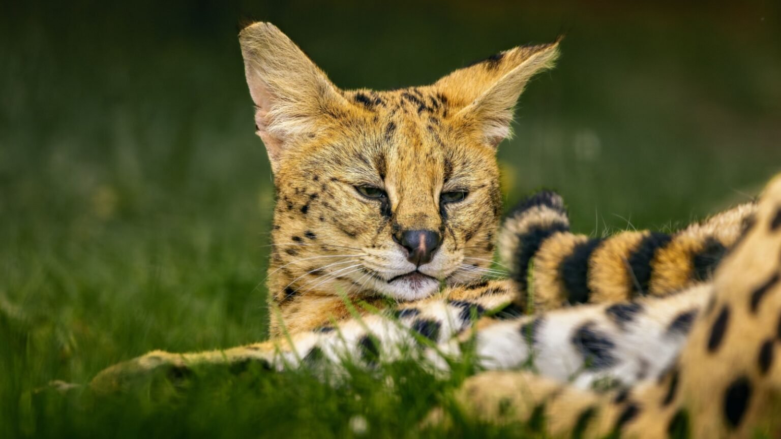 23 Most Threatening Predators Found In Africa