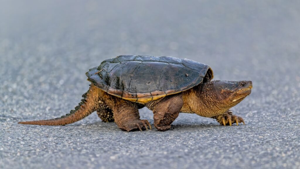 23 Animals That Have Gone Extinct in the Last 50 Years