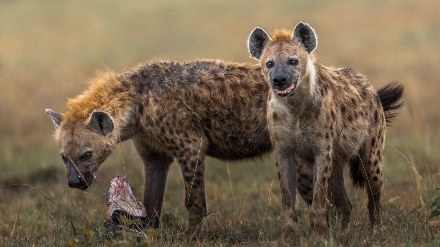 23 Most Threatening Predators Found In Africa