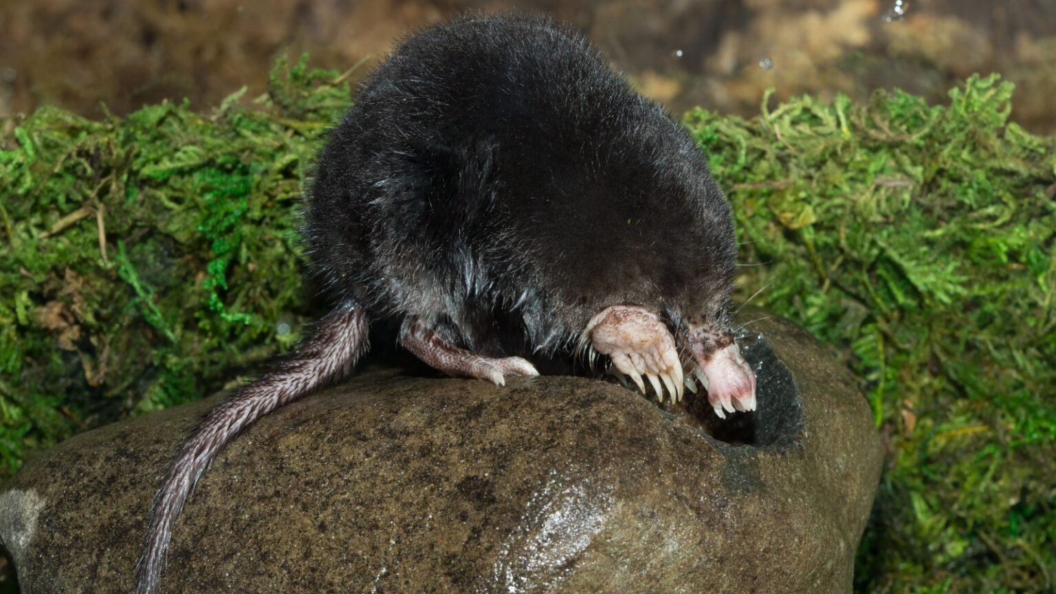 ‘Freaks of Nature’: 25 Most Bizarre and Unusual Animals on Earth