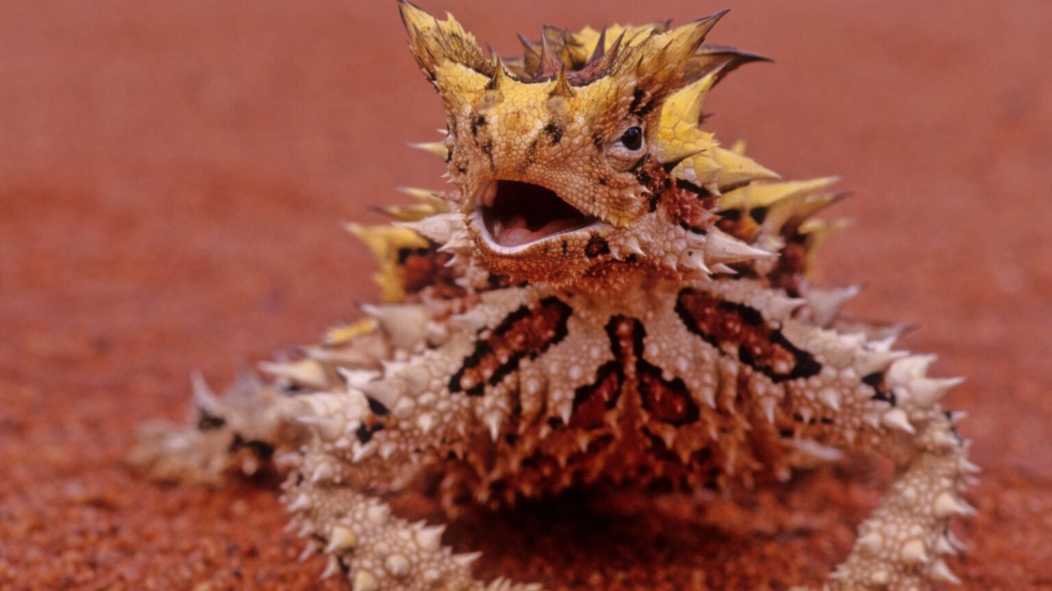 18 Modern Animals That Have Ancestral Ties to Dinosaurs