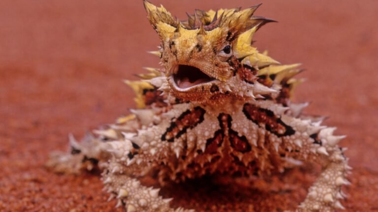 18 Modern Animals That Have Ancestral Ties to Dinosaurs