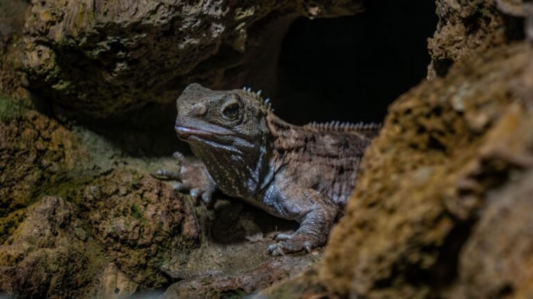 23 Ancient Species From the Dinosaur Period Still Found Today