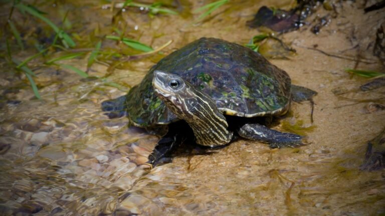 18 Modern Animals That Have Ancestral Ties to Dinosaurs